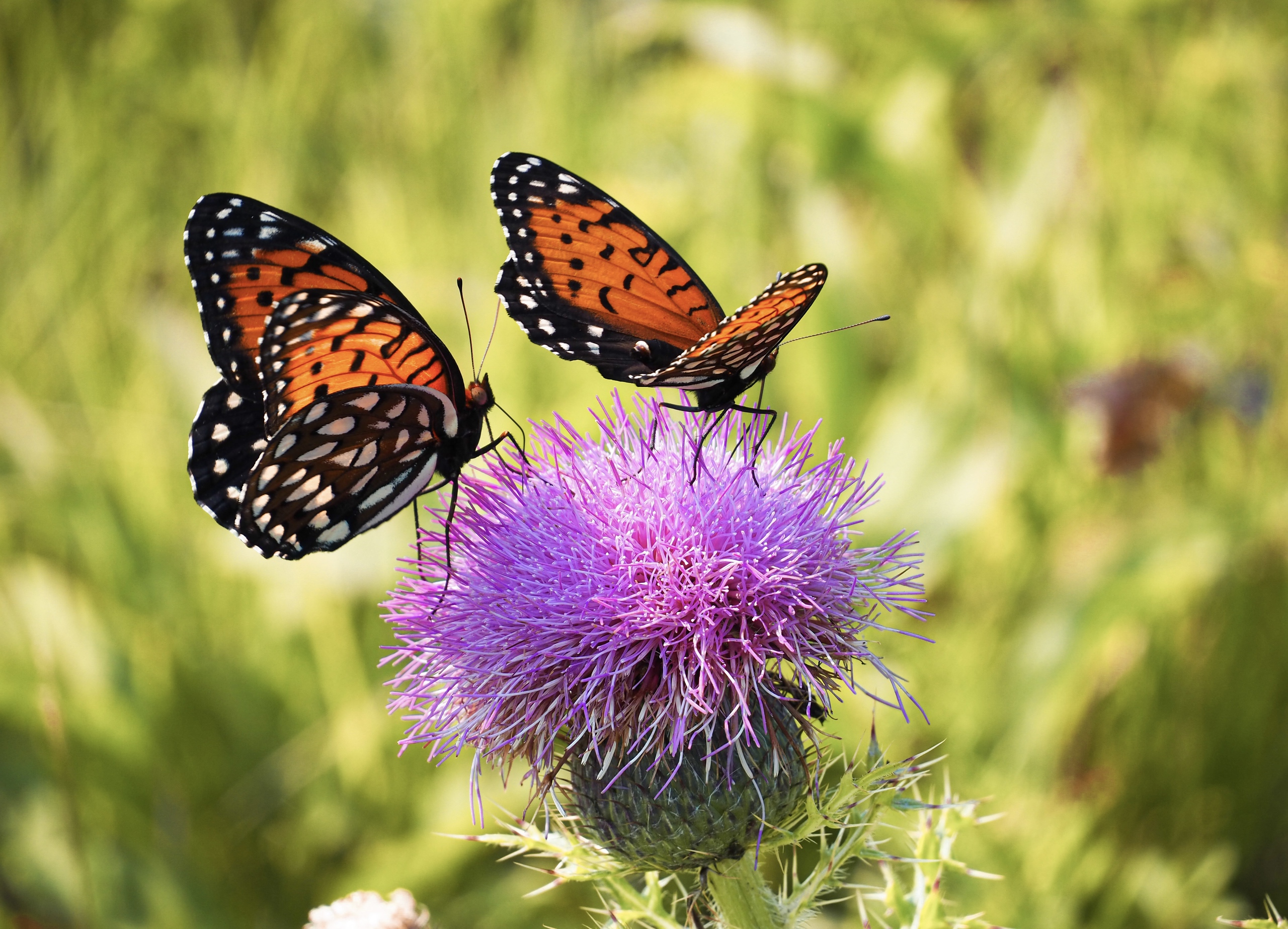 Quittie Audubon to host lecture on FtIG's unique regal fritillary ...