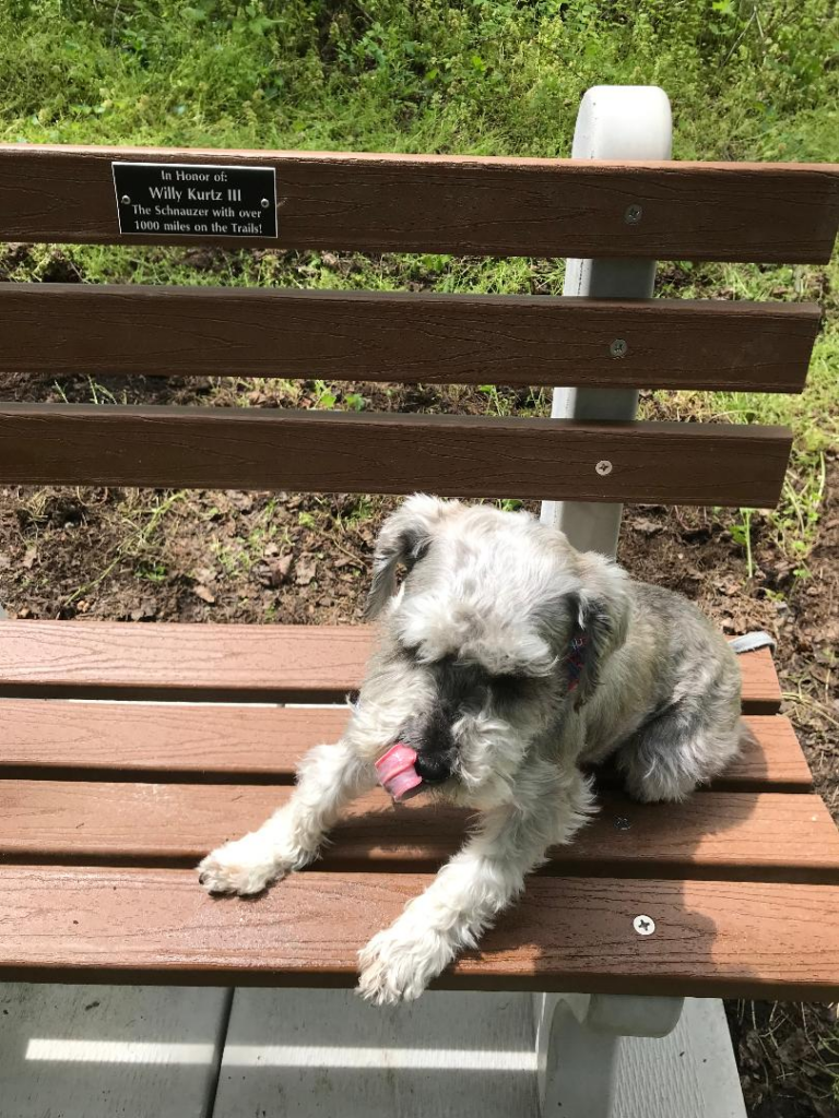 Pet of the Week: Willy III - LebTown