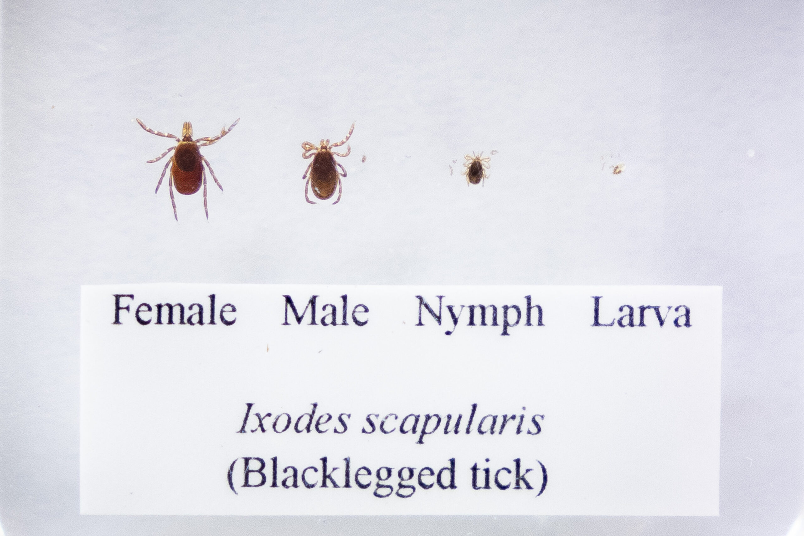 Pa. leads the nation for Lyme disease cases; development in forests ...
