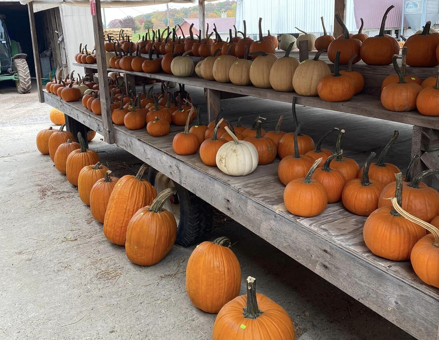 Pumpkin season is over, but their use continues through the fall - LebTown